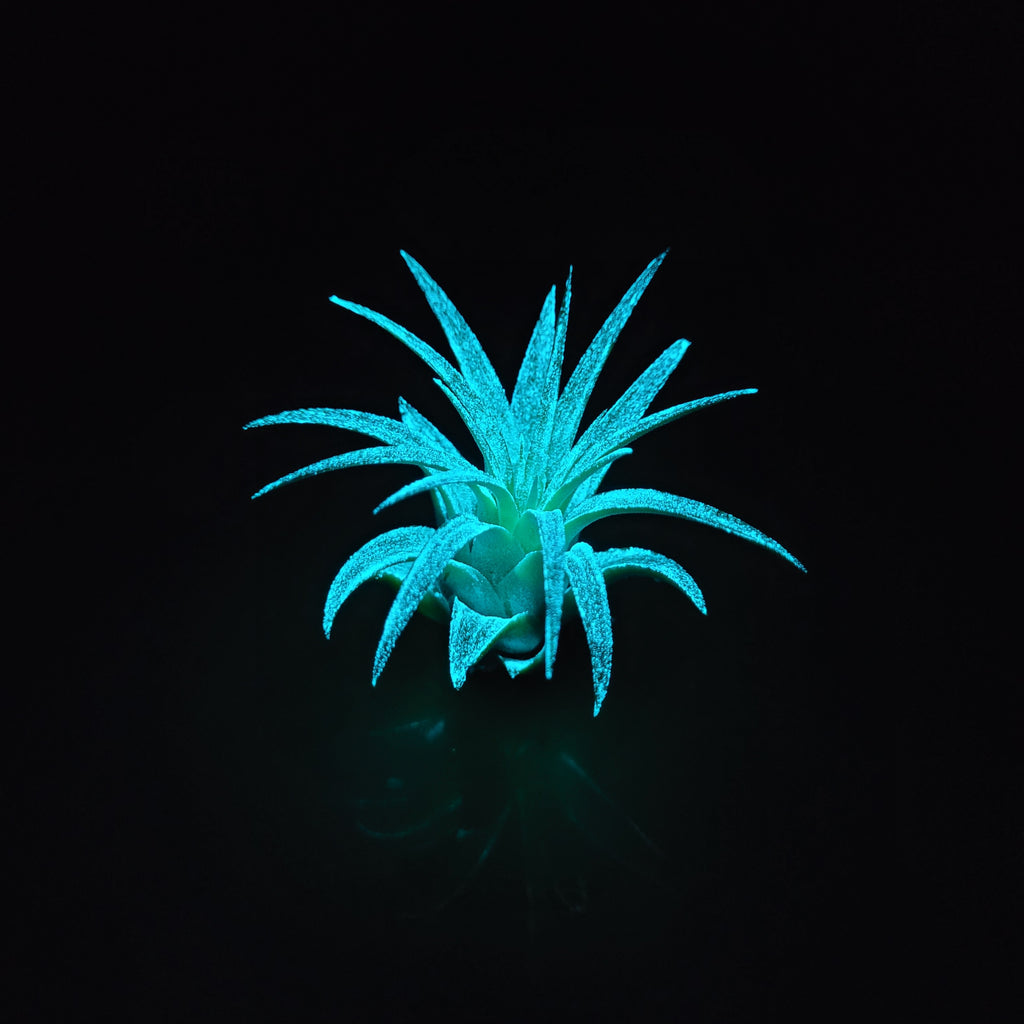 Glow Plant Multi Flora Arrangement – Glow Plant Inc.